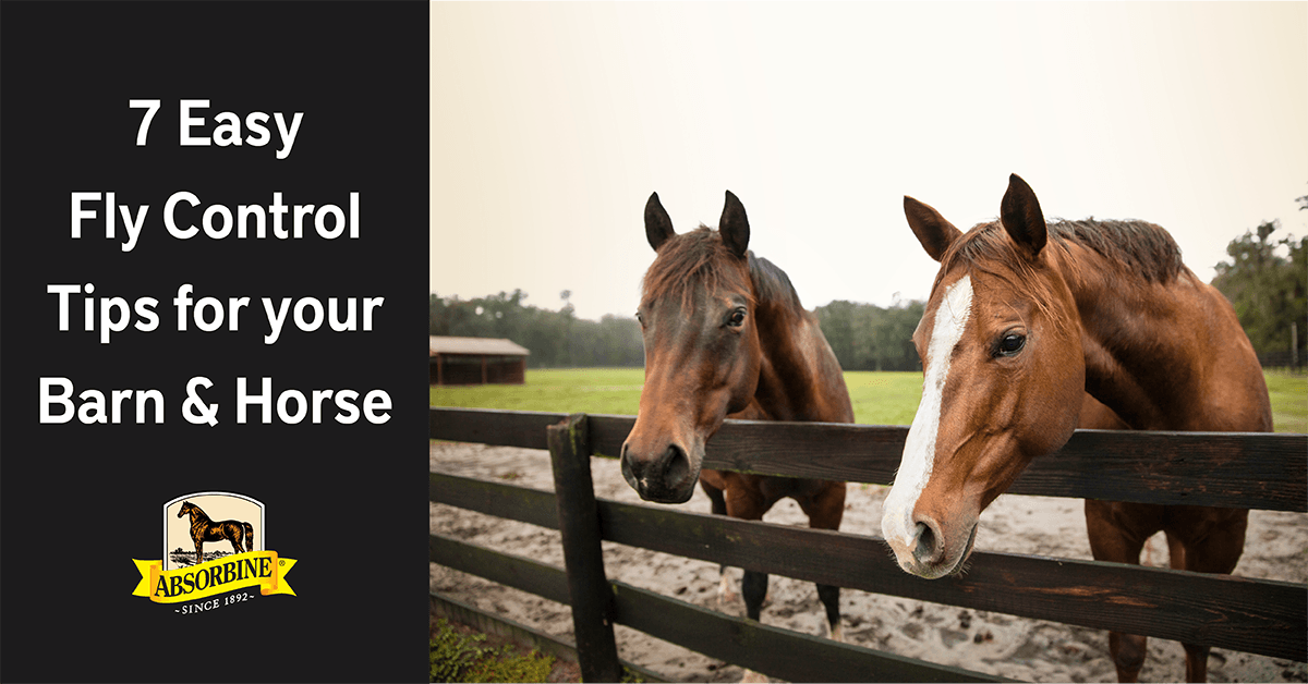 Gear Up For Fly Control Season – Absorbine