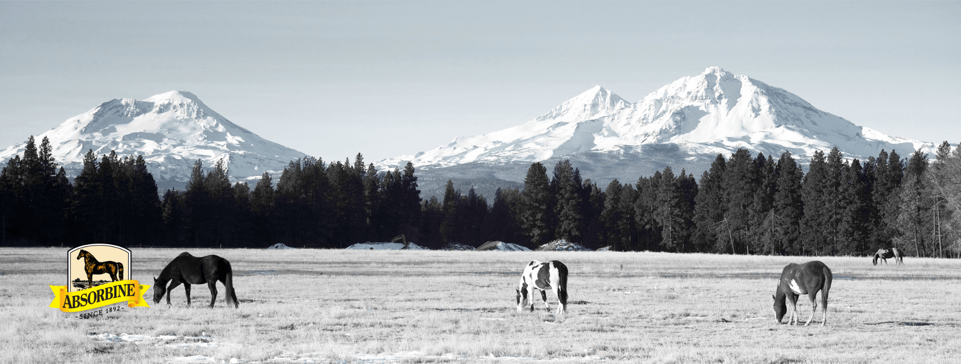 11 Tips for Superior Winter Grooming – Absorbine